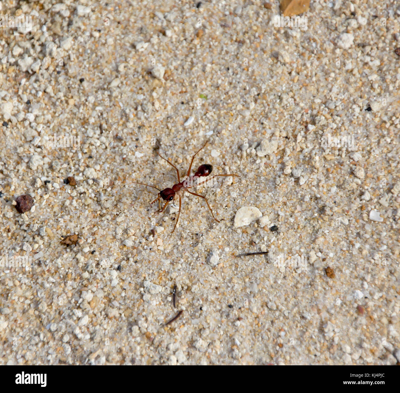 Formica di toro australiano immagini e fotografie stock ad alta ...
