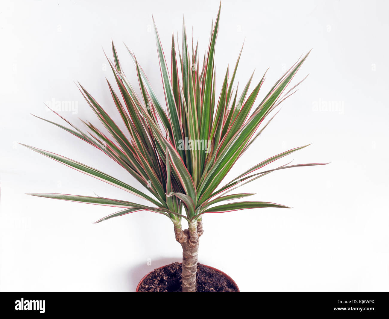 A crescita lenta fioritura contenitore pianta dracaena marginata o ... A crescita lenta fioritura contenitore pianta dracaena marginata o ...