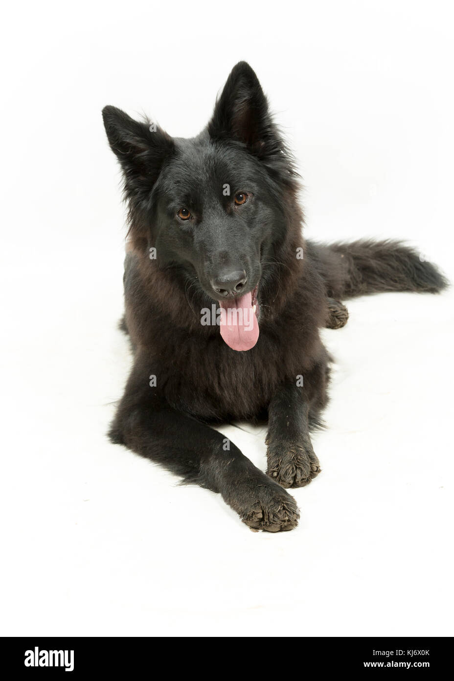 Cane grosso naso nero immagini e fotografie stock ad alta risoluzione ...