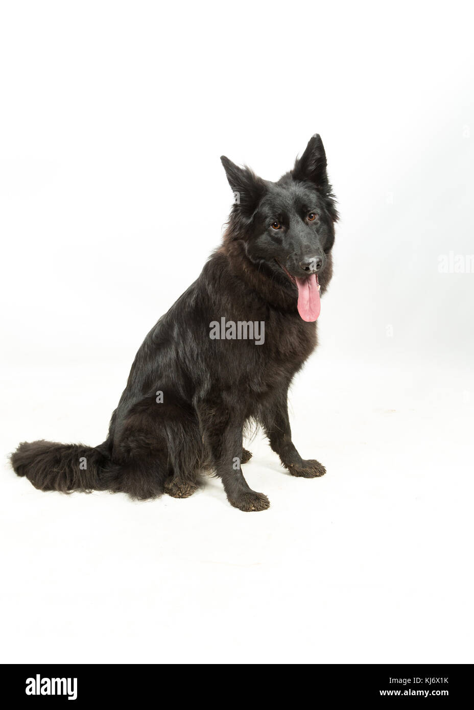 Cane grosso naso nero immagini e fotografie stock ad alta risoluzione ...