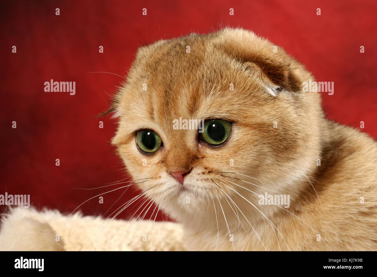 Il gatto domestico, Scottish Fold, golden Foto stock - Alamy