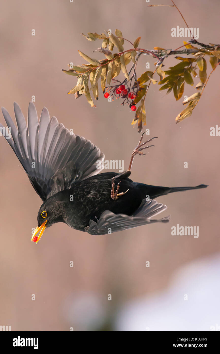 Merlo maschio in giardino immagini e fotografie stock ad alta ...