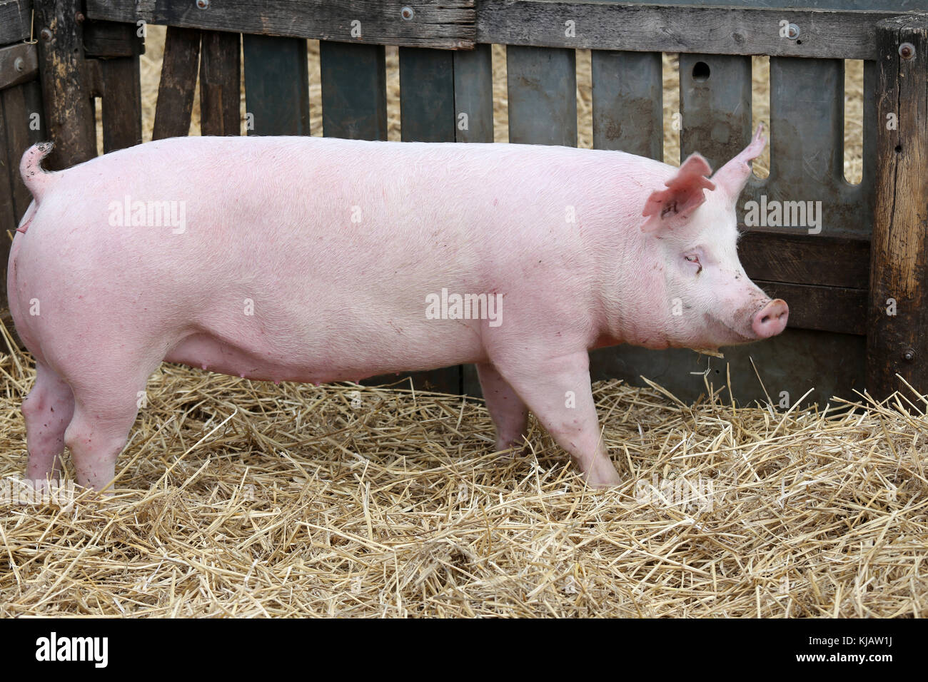 Scrofa di maiale in posa per la telecamera nel pigpen. vista laterale ...