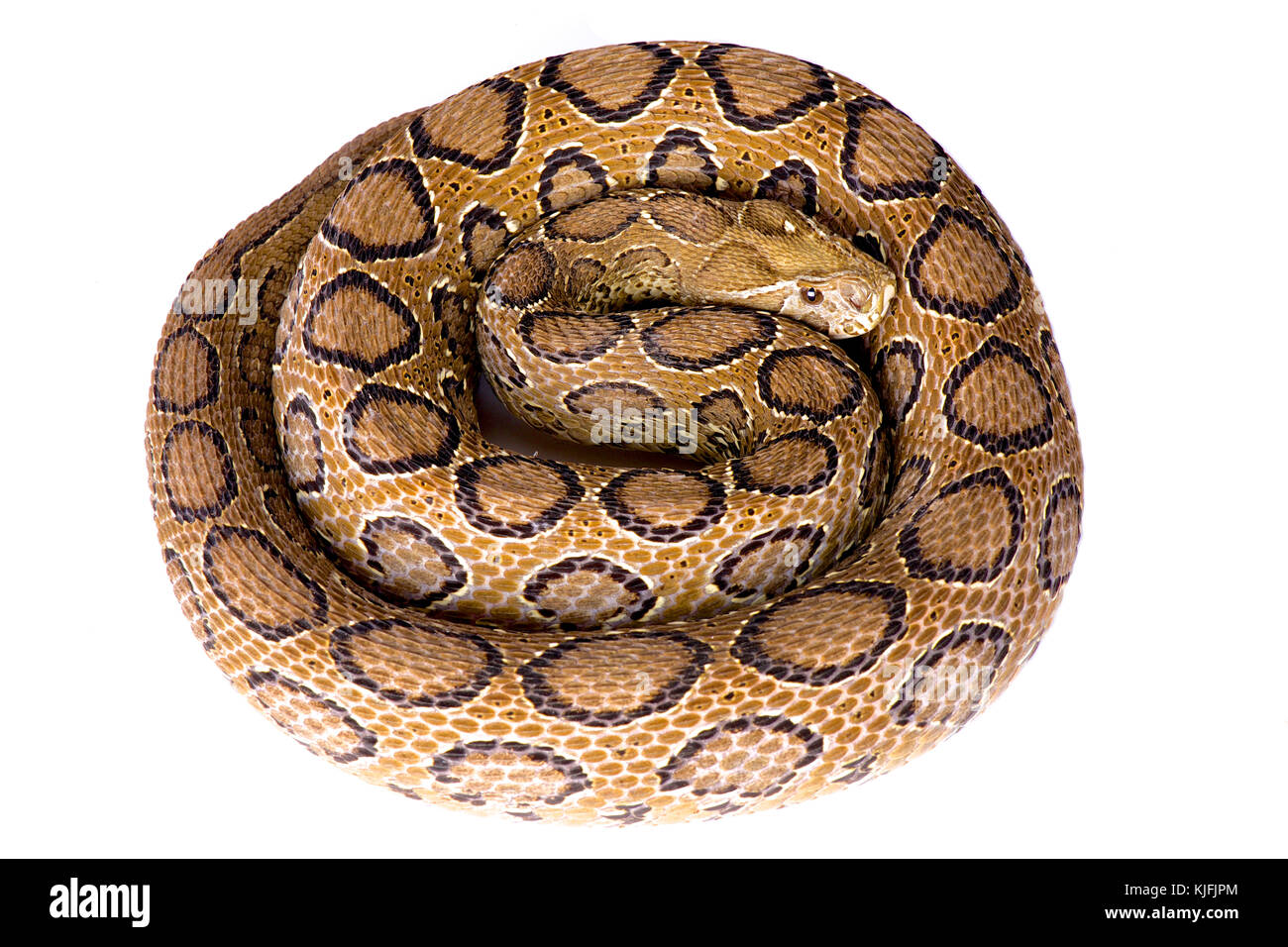 Russells viper snake Immagini senza sfondo e Foto Stock ritagliate - Alamy