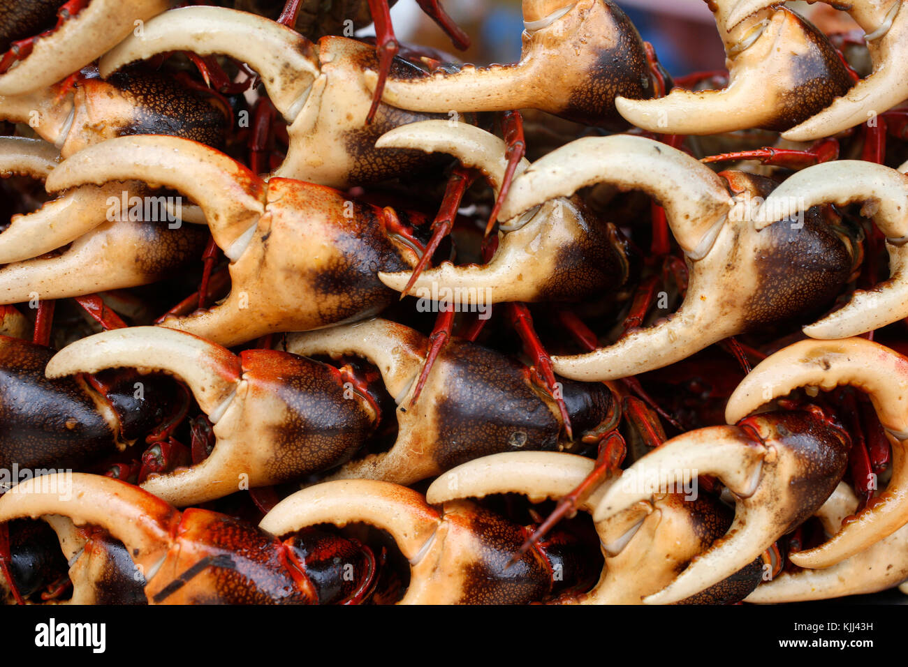 Chela di granchio immagini e fotografie stock ad alta risoluzione - Alamy
