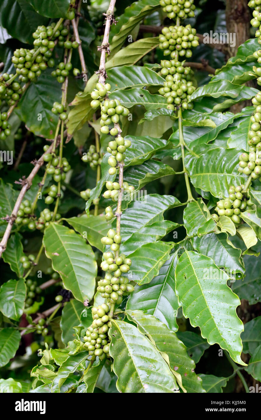 Coffee tree immagini e fotografie stock ad alta risoluzione - Alamy