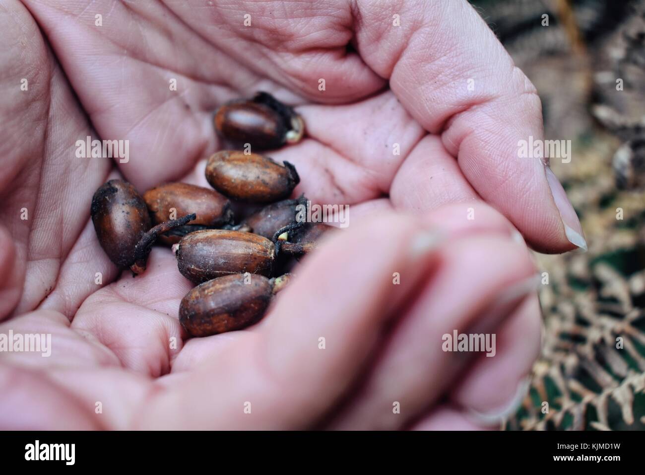 Semi dagli alberi immagini e fotografie stock ad alta risoluzione - Alamy