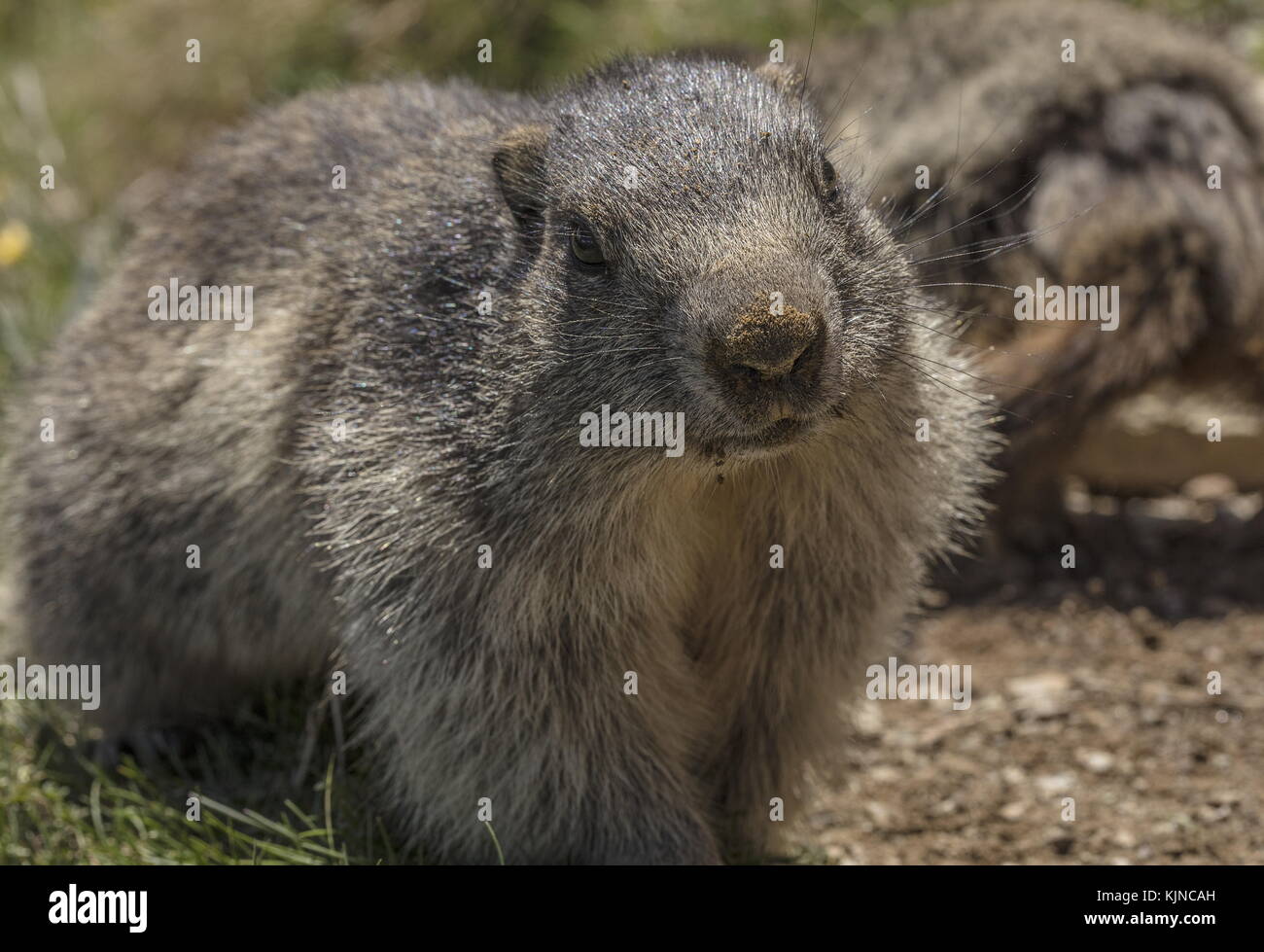 Fauna selvatica delle alpi immagini e fotografie stock ad alta ...