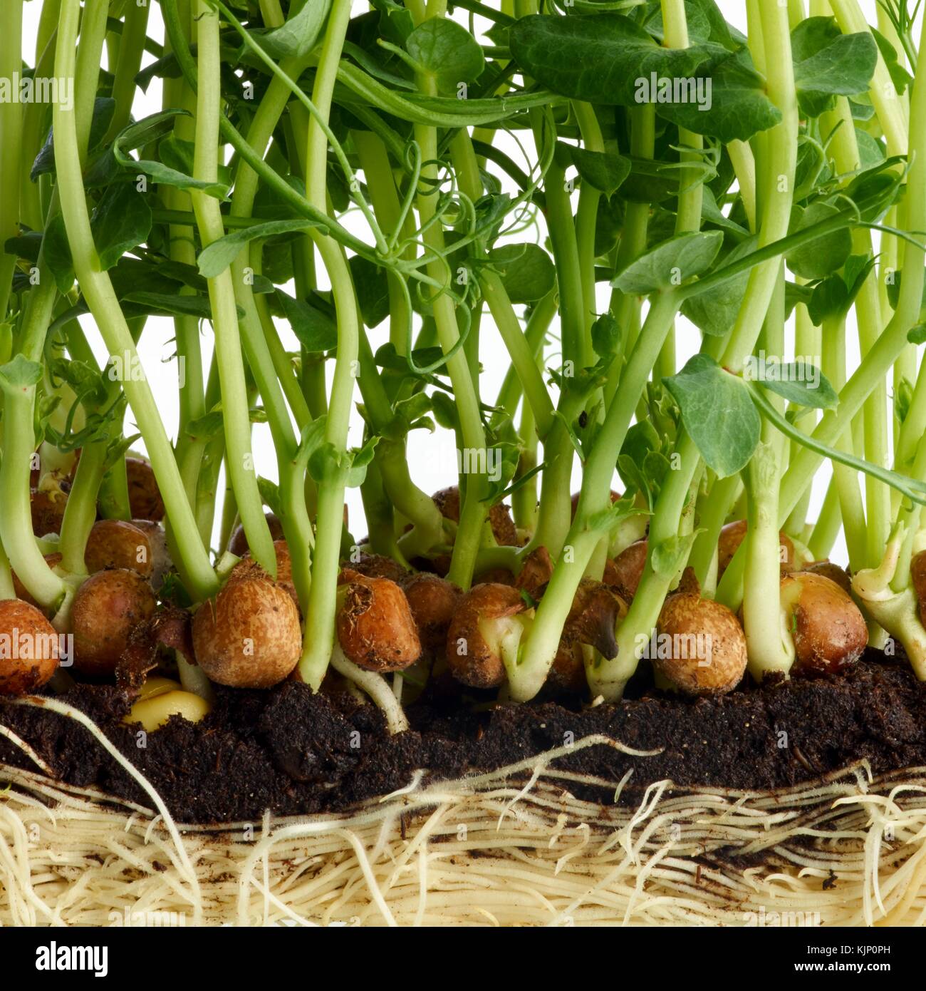 Pianta di piselli immagini e fotografie stock ad alta risoluzione - Alamy