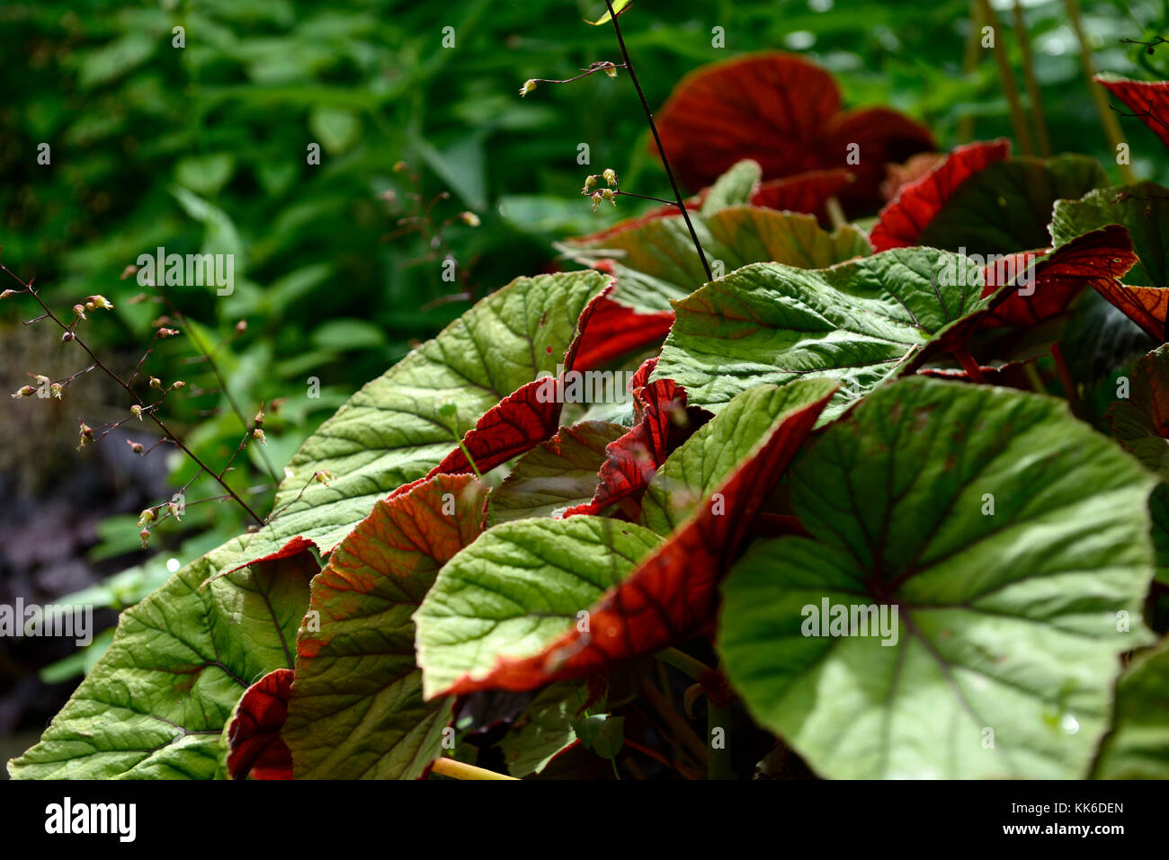 Begonia grandis ssp evansiana, foglie, fogliame, begonie, bistecca di ...