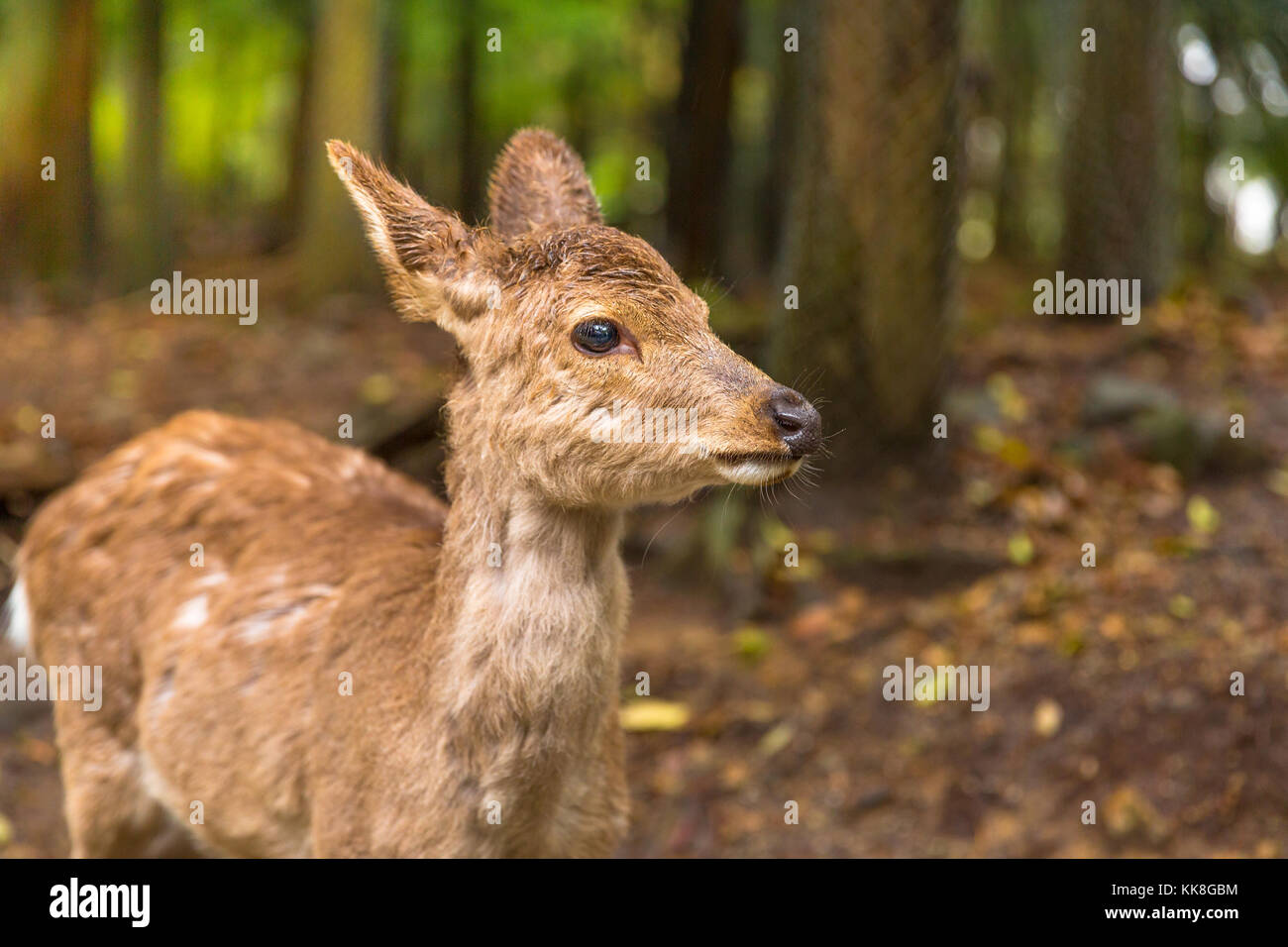 Cervo giappone immagini e fotografie stock ad alta risoluzione - Alamy