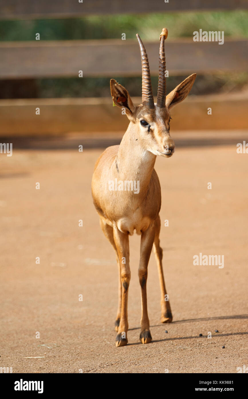 Gazzella a riposo immagini e fotografie stock ad alta risoluzione - Alamy
