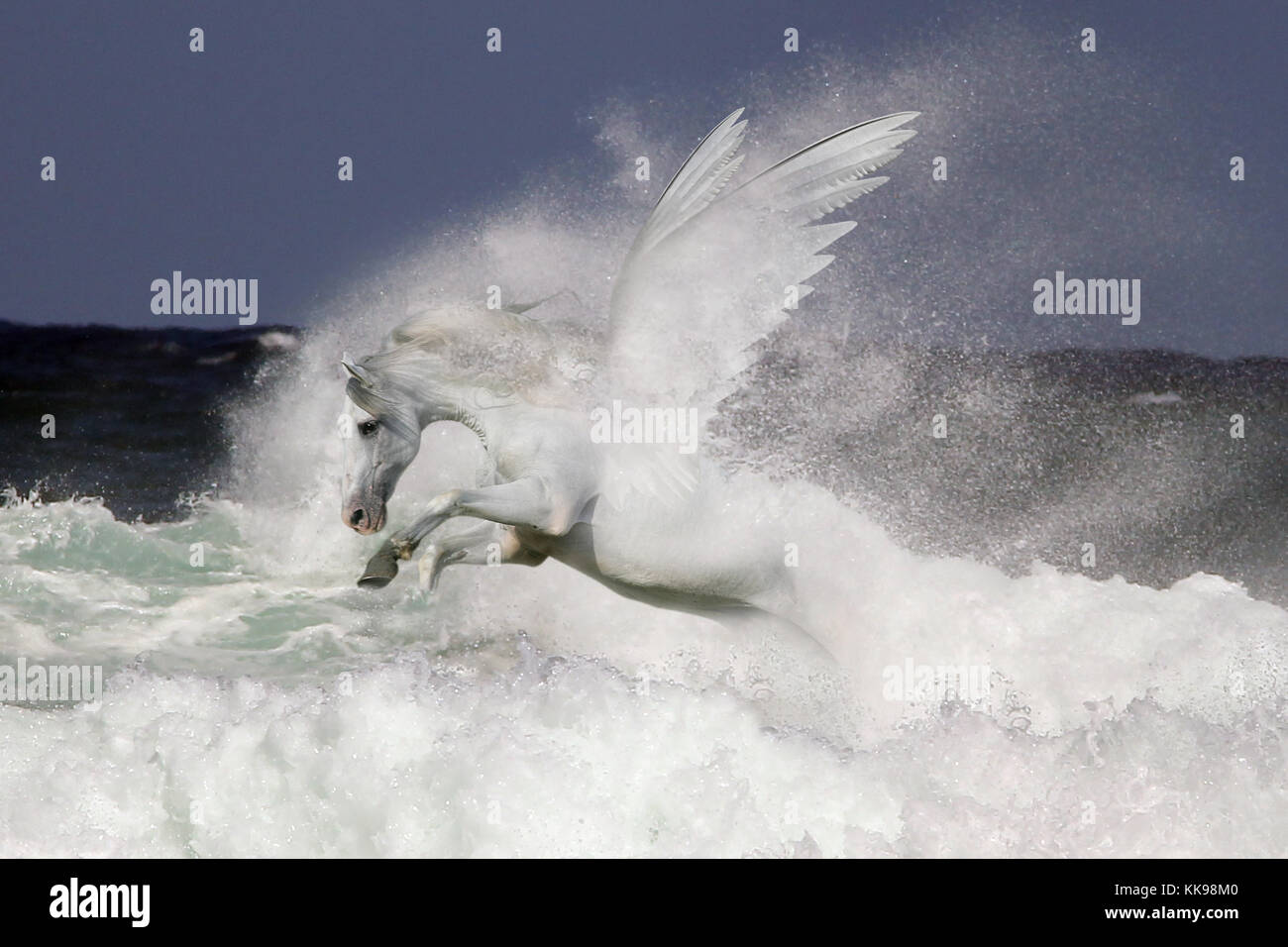 Cavallo alato immagini e fotografie stock ad alta risoluzione - Alamy