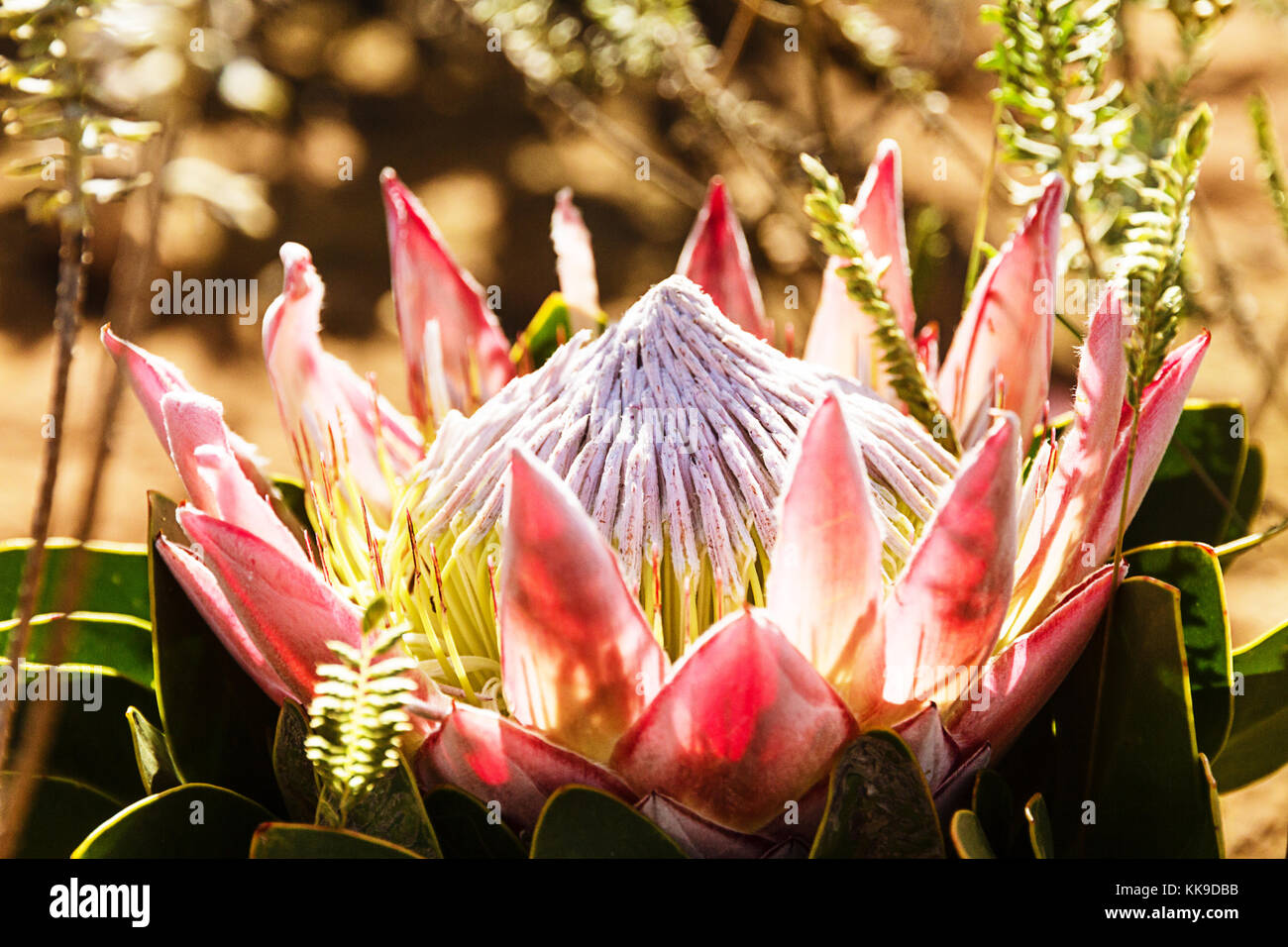King protea flower immagini e fotografie stock ad alta risoluzione - Alamy