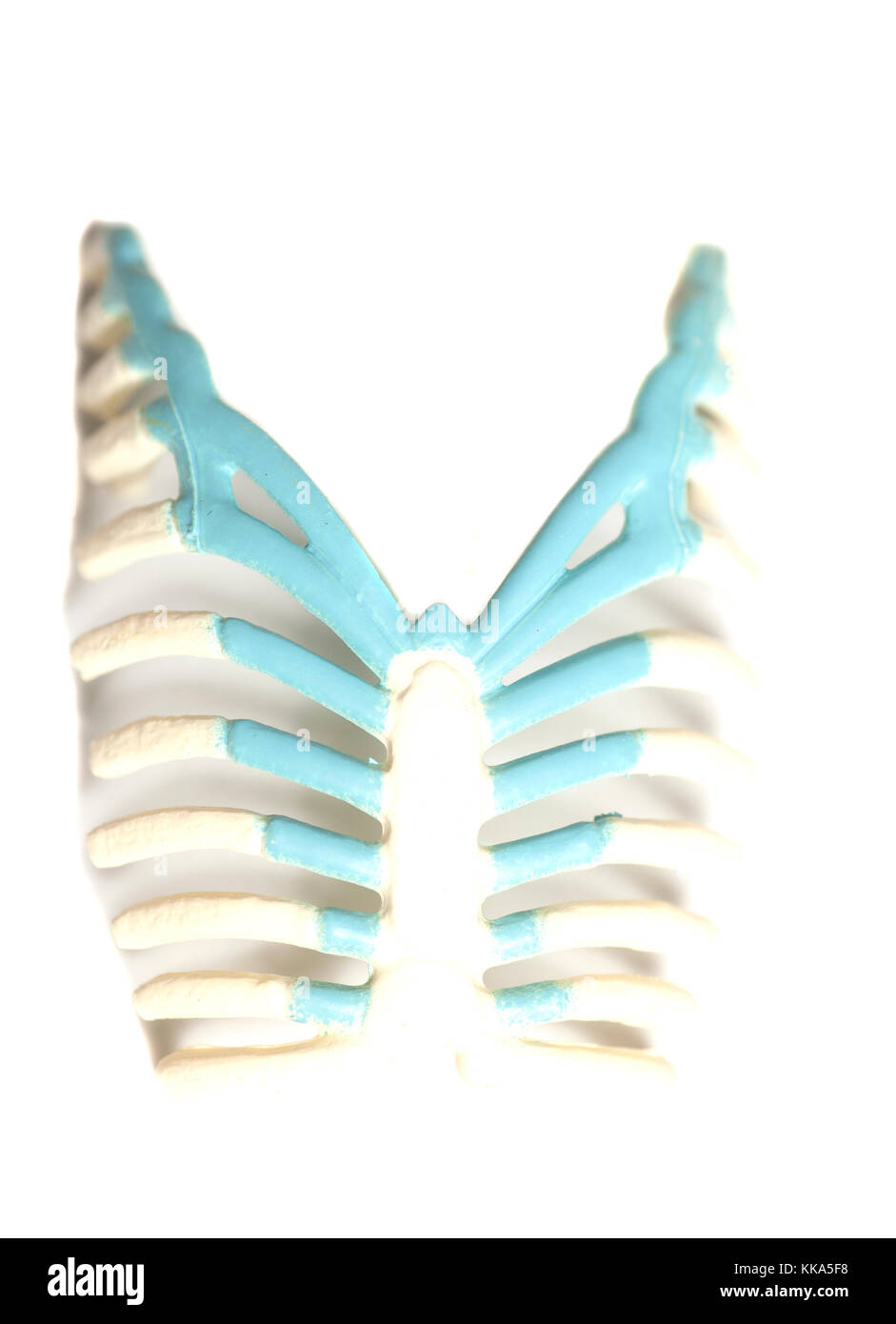 Costole false immagini e fotografie stock ad alta risoluzione - Alamy