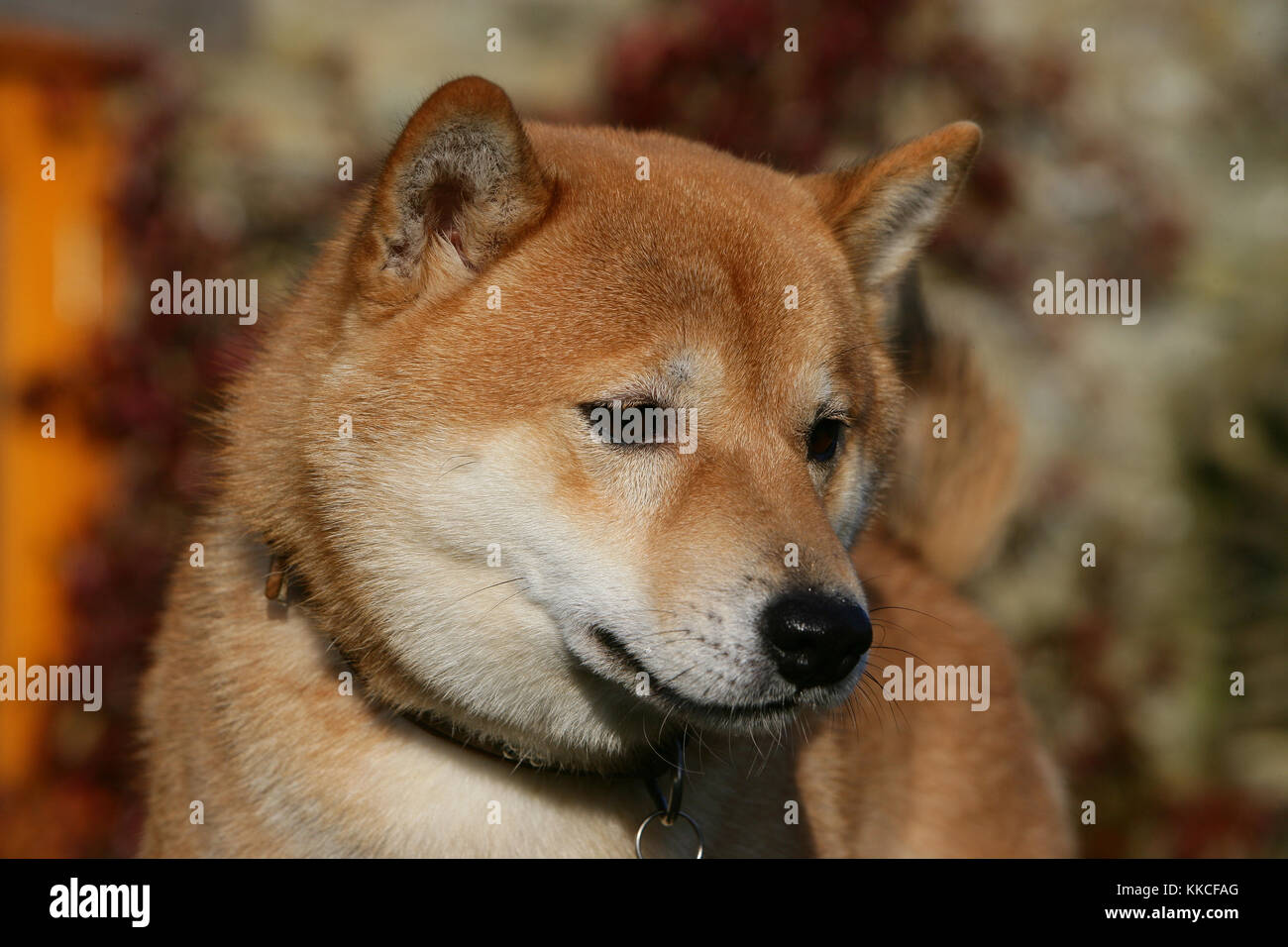 Japanese shiba inu immagini e fotografie stock ad alta risoluzione - Alamy