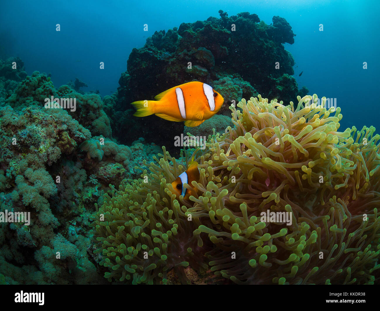 Saudi arabia coral reef immagini e fotografie stock ad alta risoluzione ...