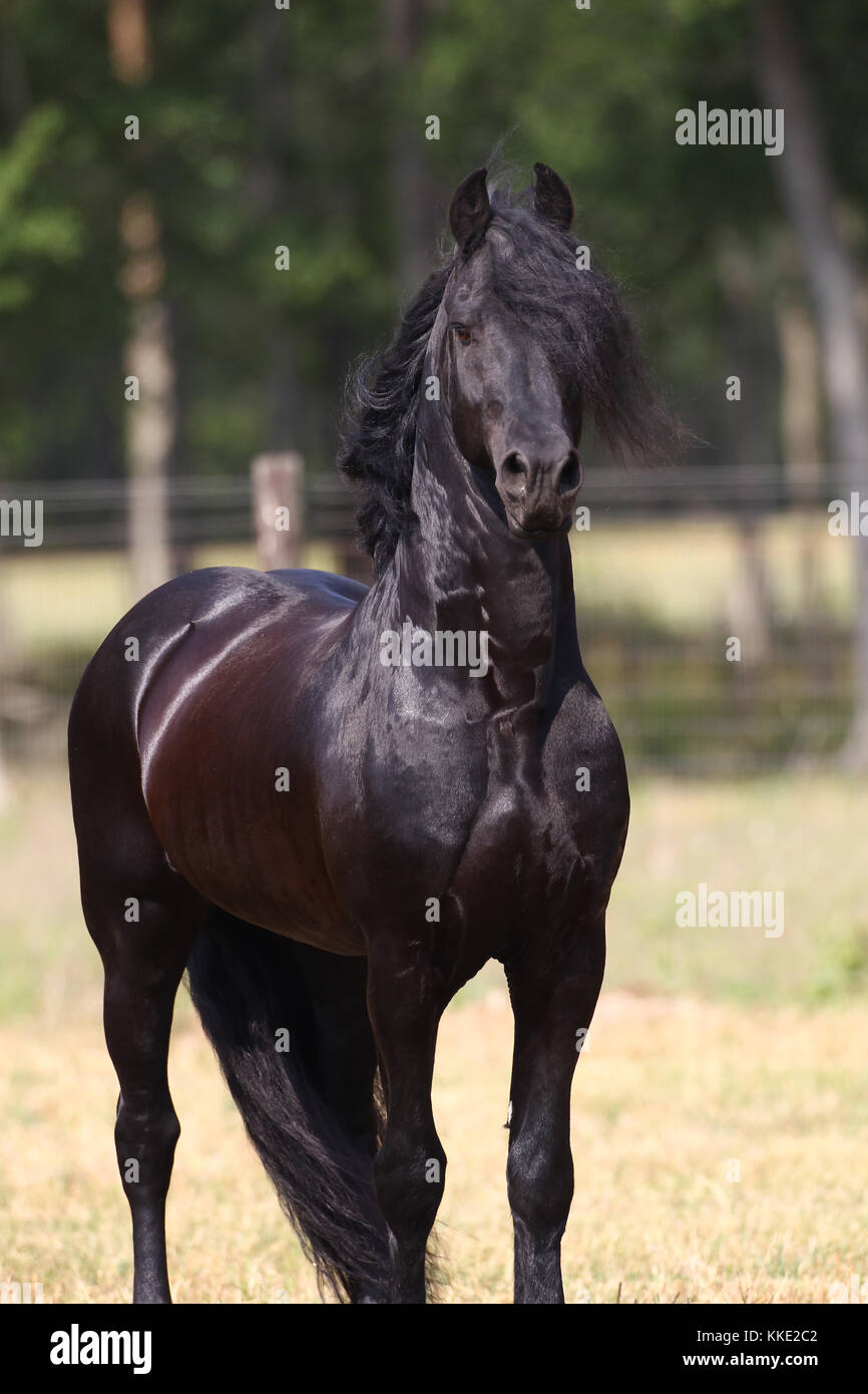 Cavallo frisone nero immagini e fotografie stock ad alta risoluzione ...