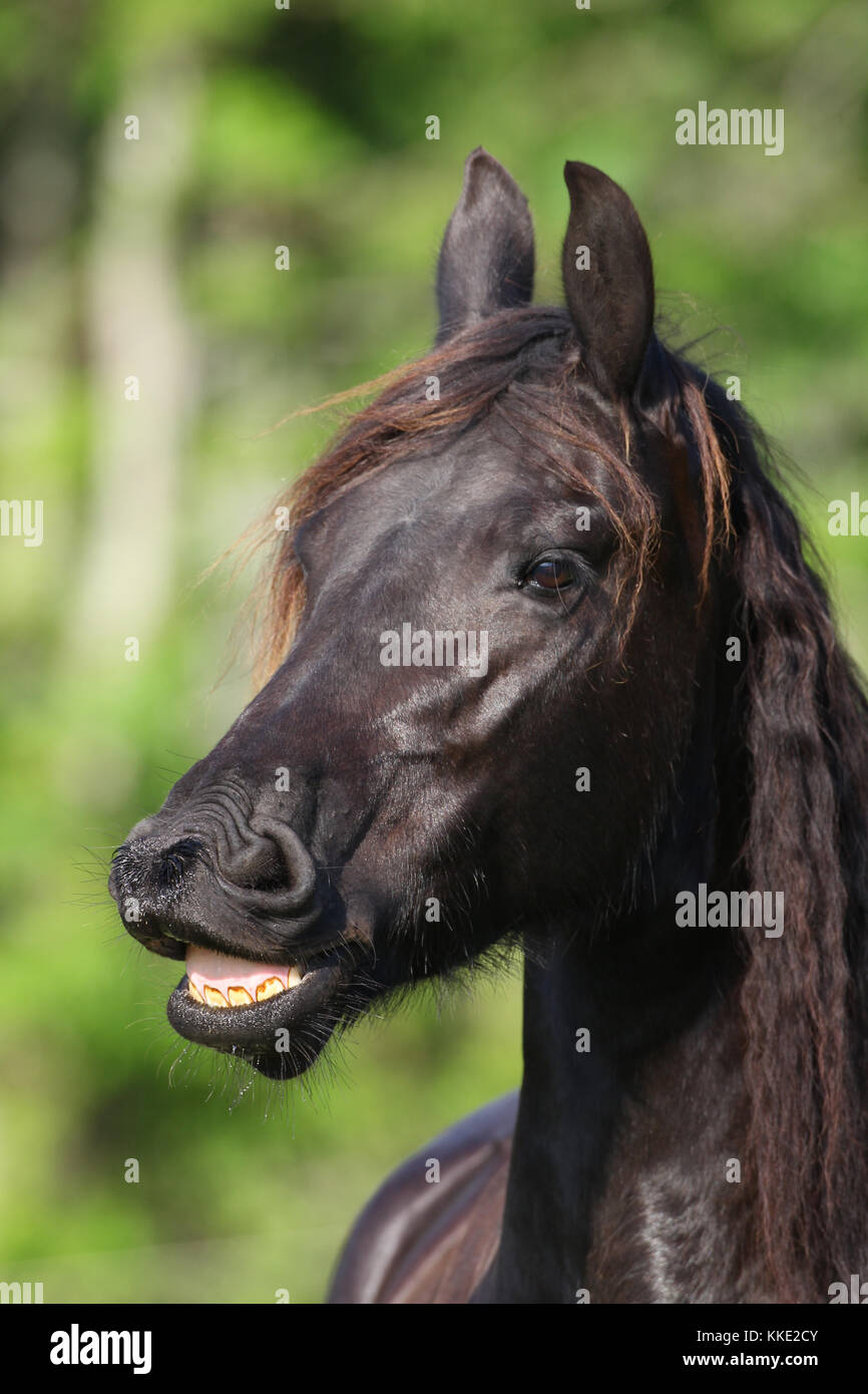 Cavallo frisone nero immagini e fotografie stock ad alta risoluzione ...
