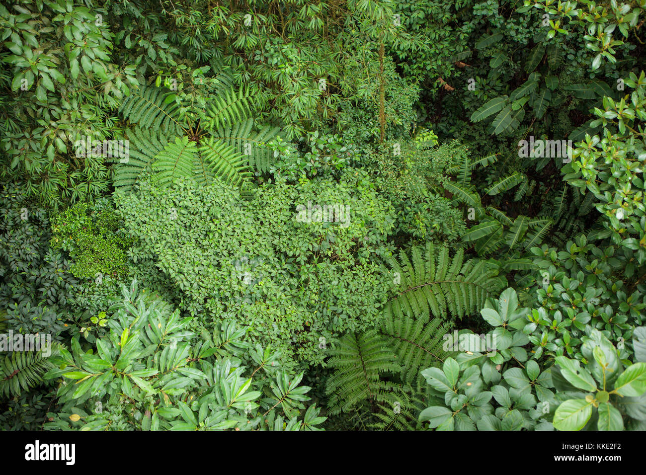 Foresta pluviale lussureggiante immagini e fotografie stock ad alta ...