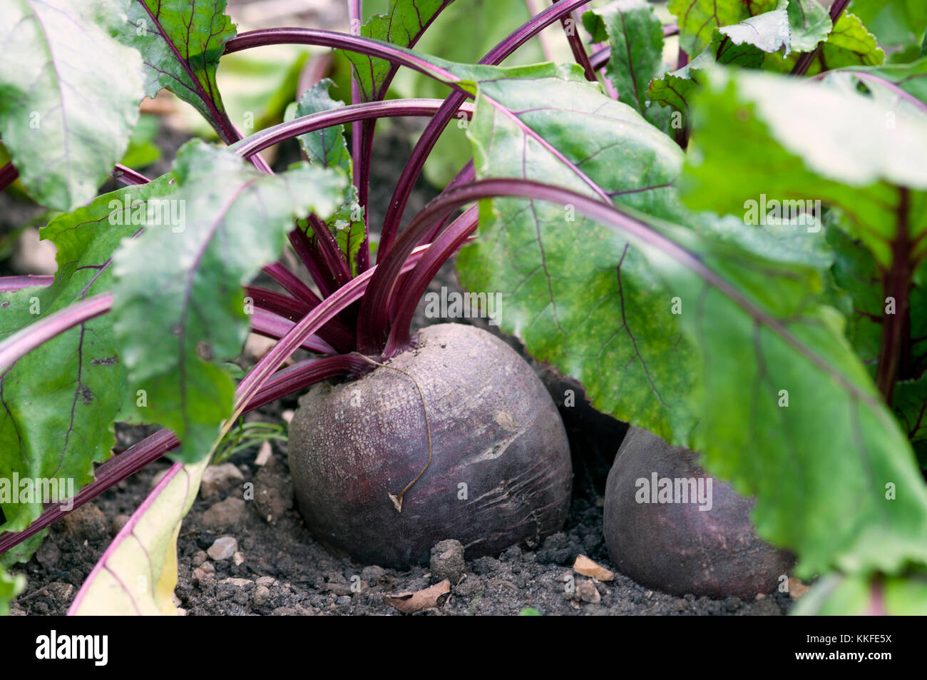 Beta vulgaris immagini e fotografie stock ad alta risoluzione - Alamy