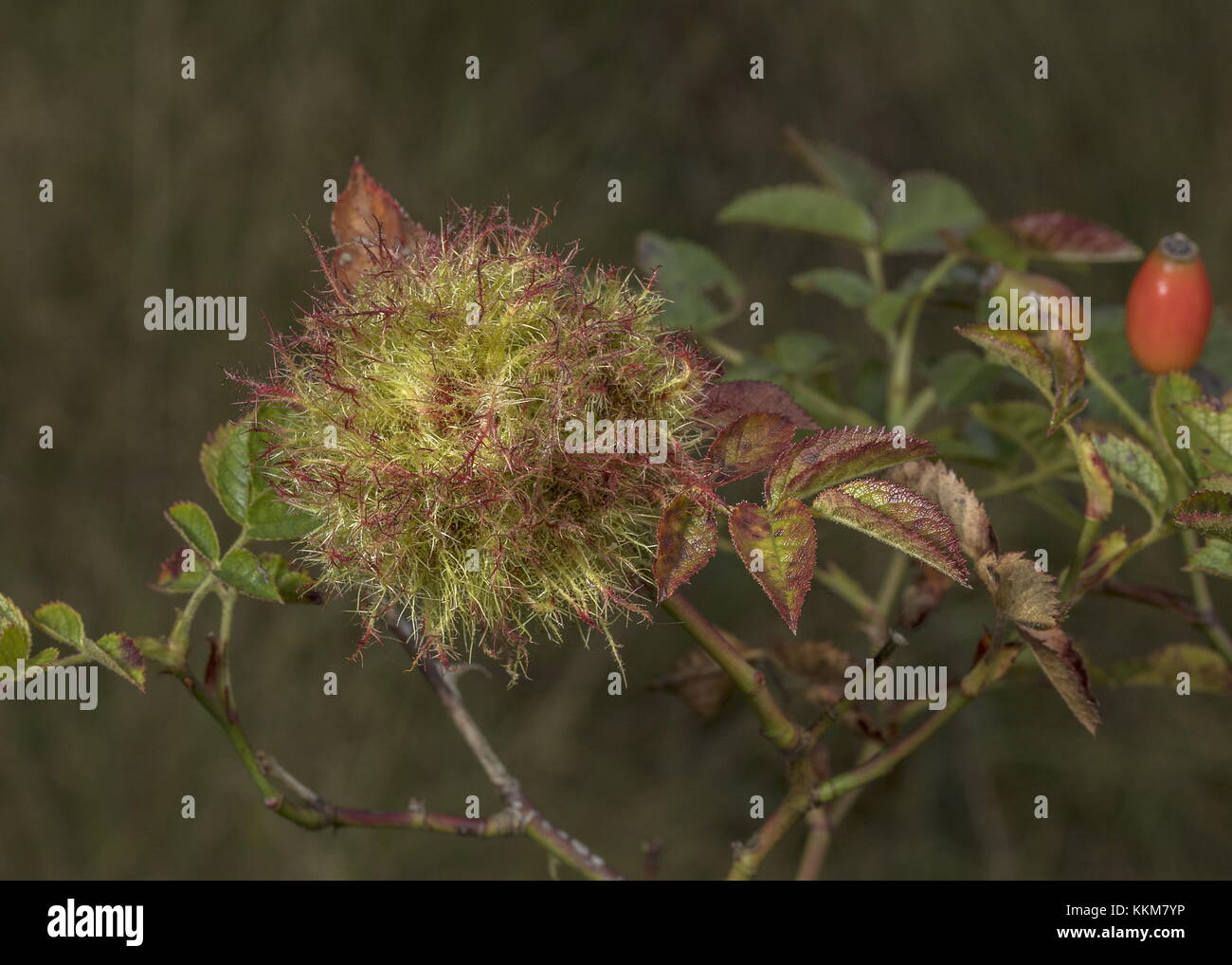 Bedeguar gall vespa diplolepis rosae immagini e fotografie stock ad ...