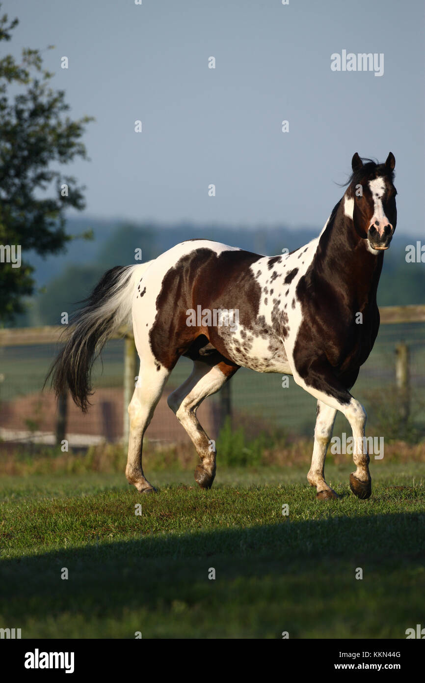 Stallone da cavallo immagini e fotografie stock ad alta risoluzione - Alamy