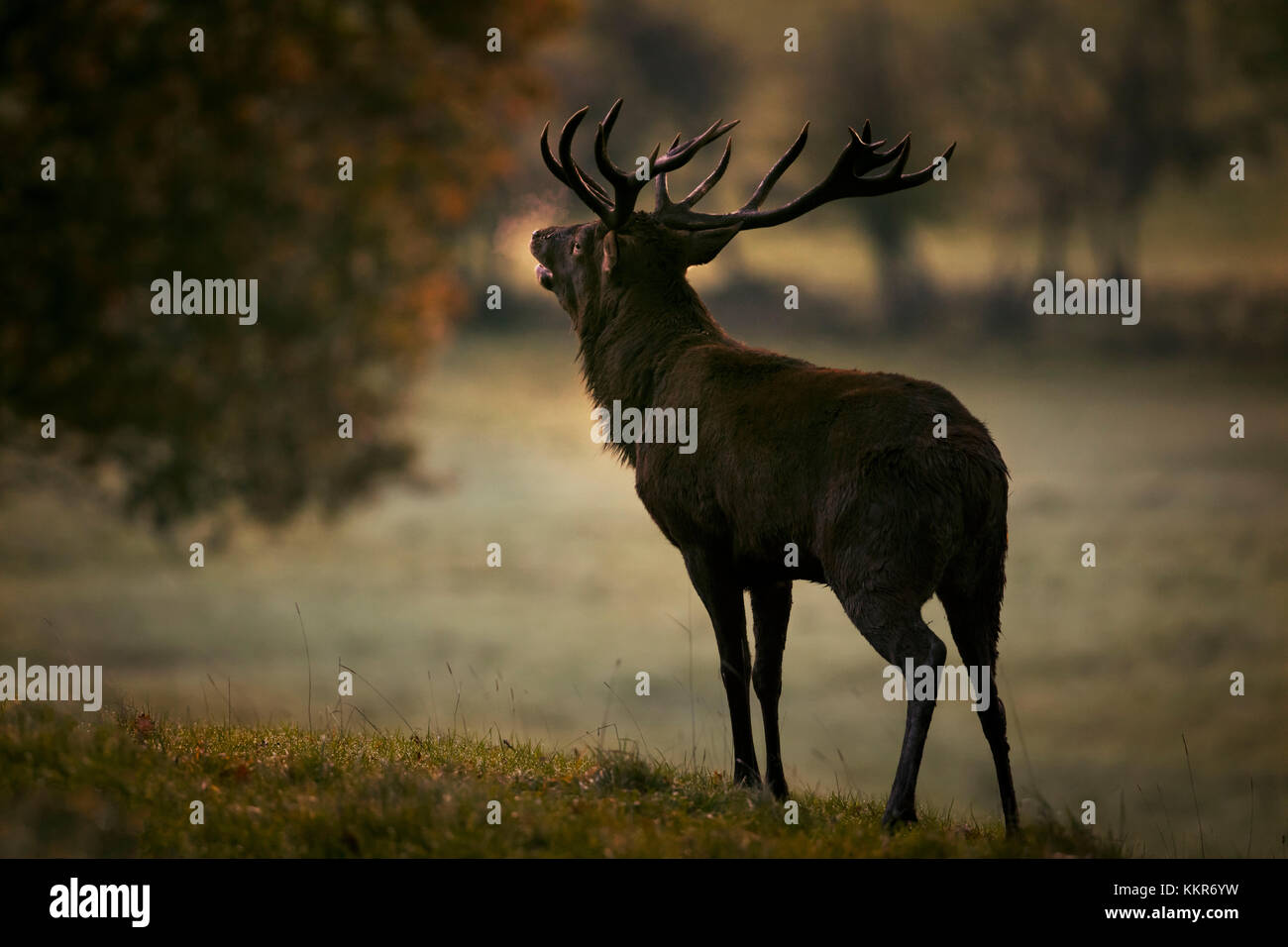 Stagione degli amori dei cervi rossi immagini e fotografie stock ad ...