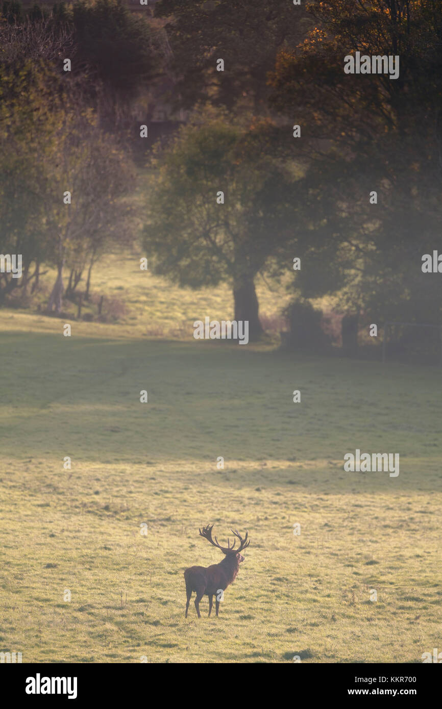 Stagione degli amori dei cervi rossi immagini e fotografie stock ad ...
