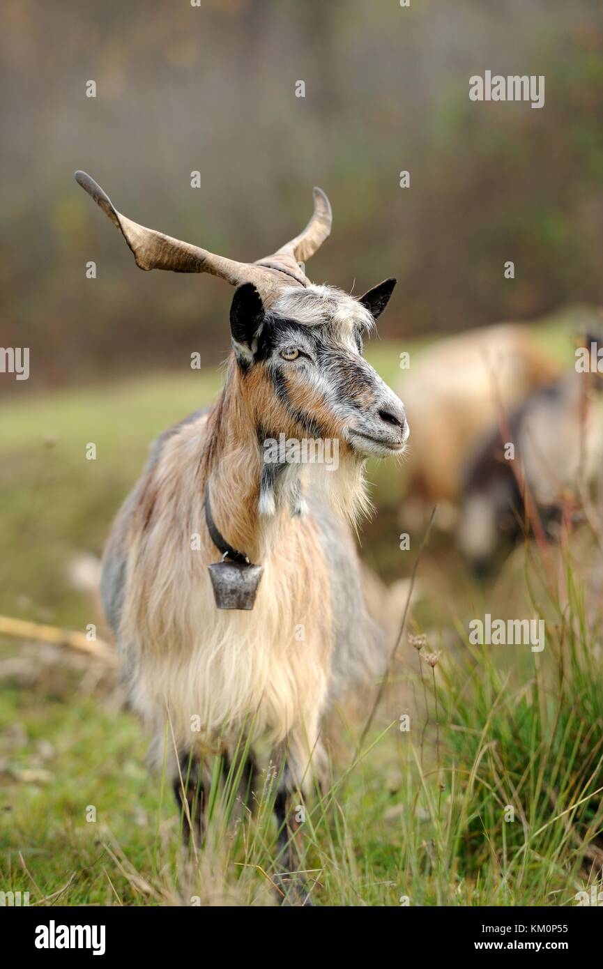 Barba di capra gialla immagini e fotografie stock ad alta risoluzione ...