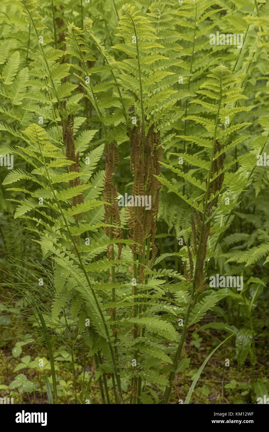 Felce vascolare immagini e fotografie stock ad alta risoluzione - Alamy