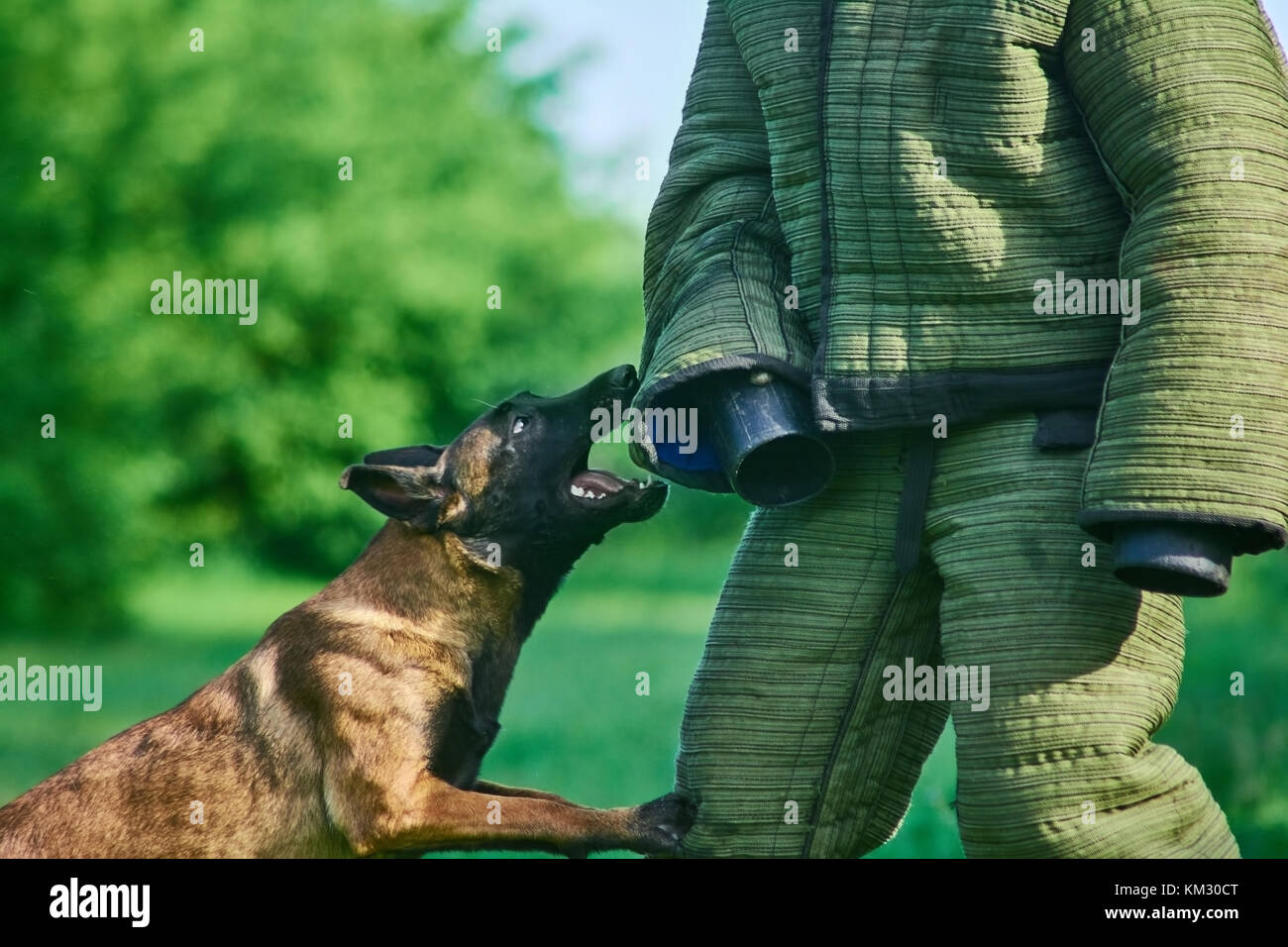 Morso di cane immagini e fotografie stock ad alta risoluzione - Alamy