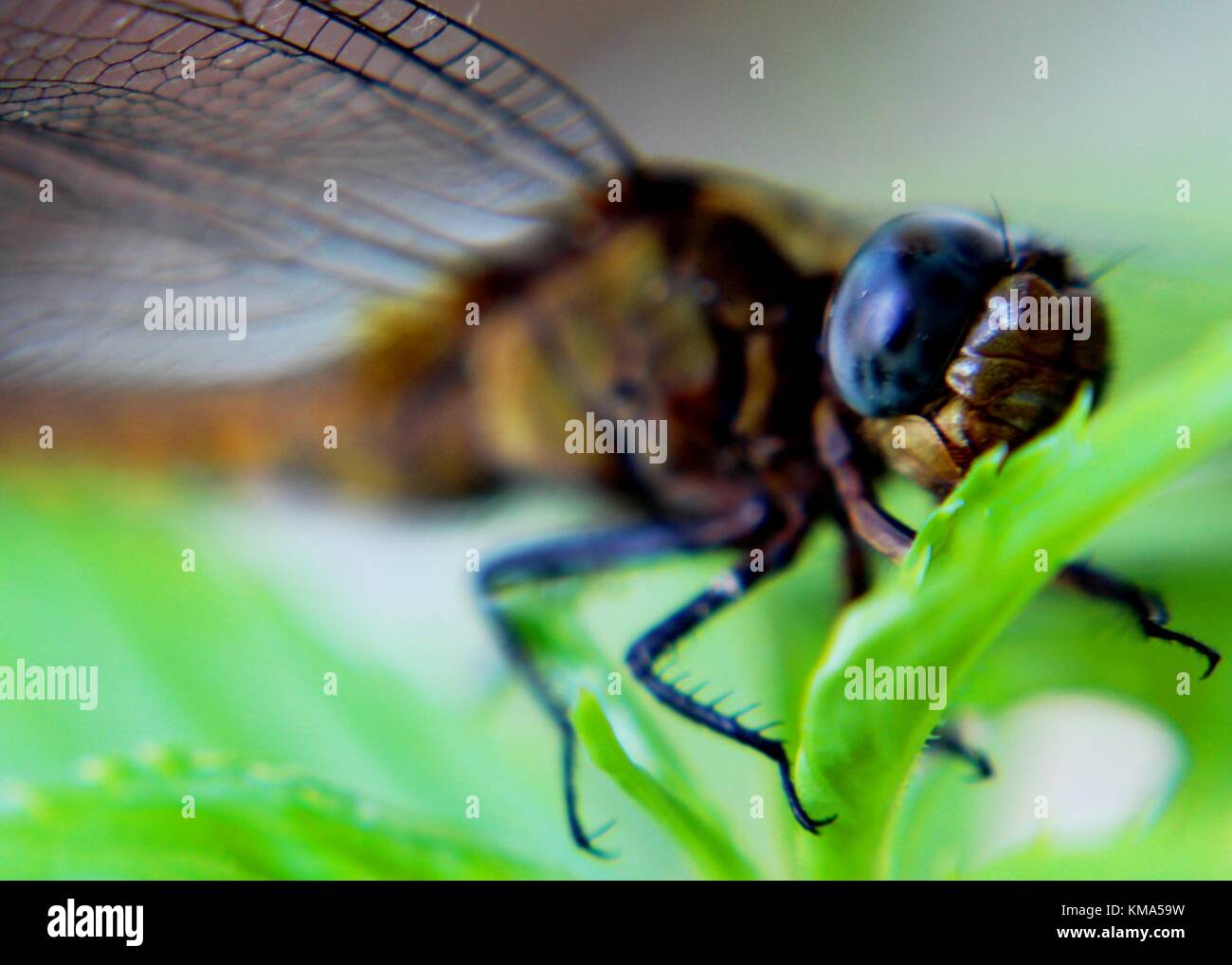 Primo piano - macro vista di un dragonfly-insetti volanti visto su una ...