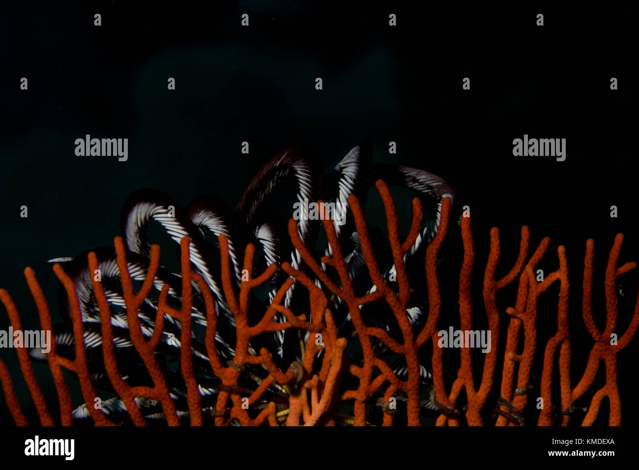 Isole delle fiji immagini e fotografie stock ad alta risoluzione - Alamy