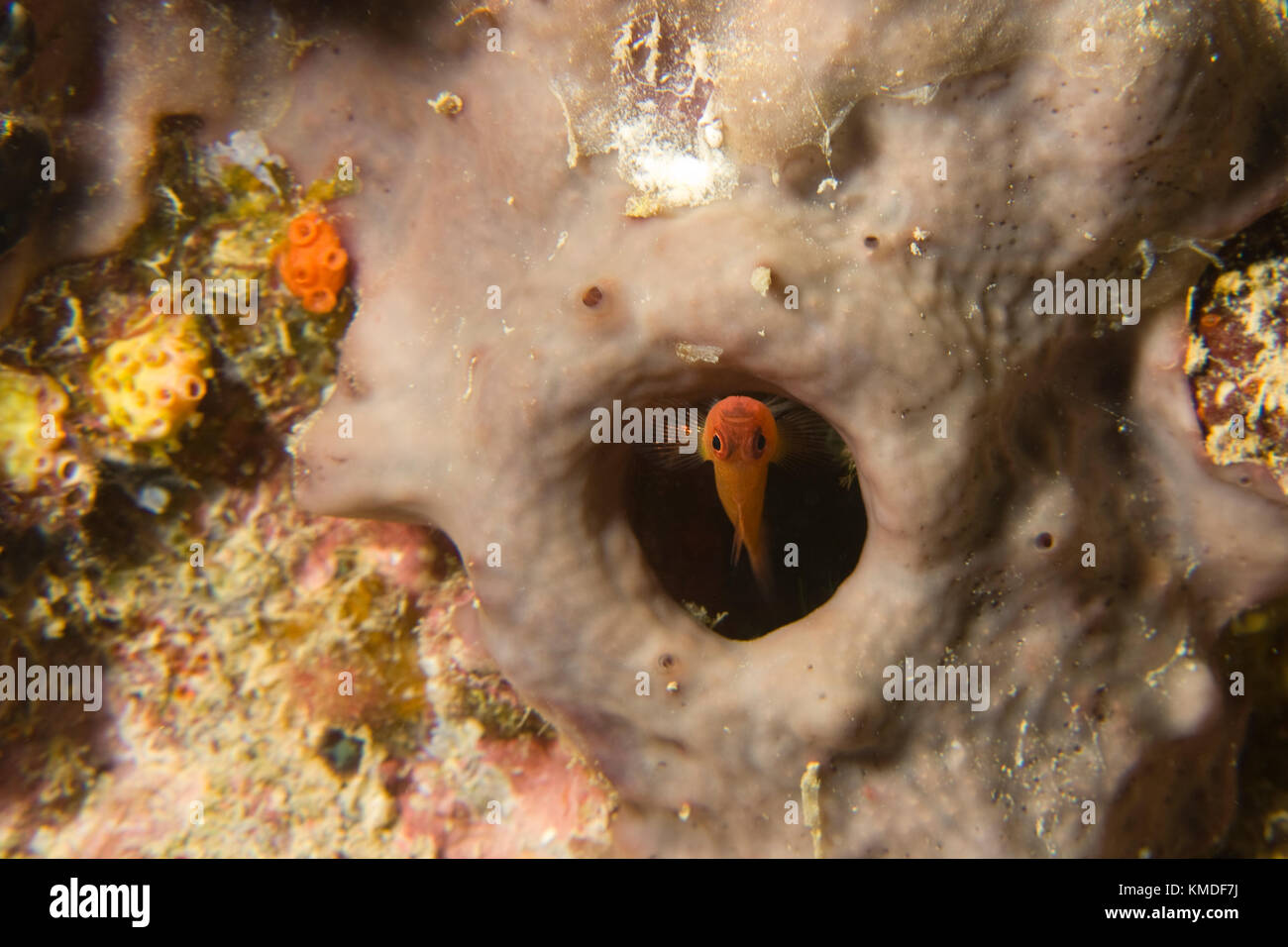 Isole delle fiji immagini e fotografie stock ad alta risoluzione - Alamy