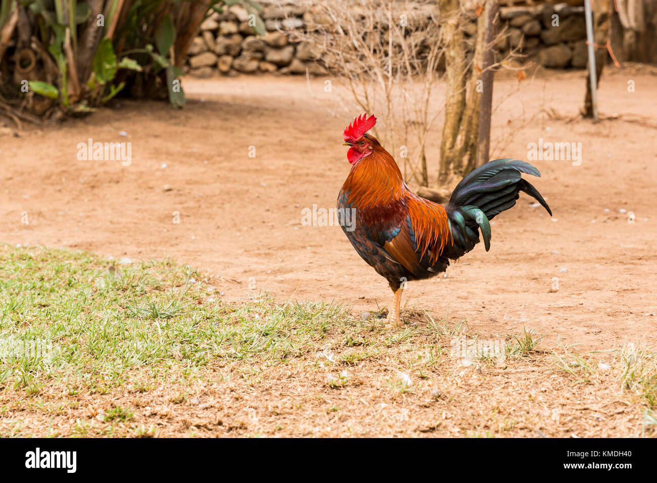 Coda di galli immagini e fotografie stock ad alta risoluzione - Alamy