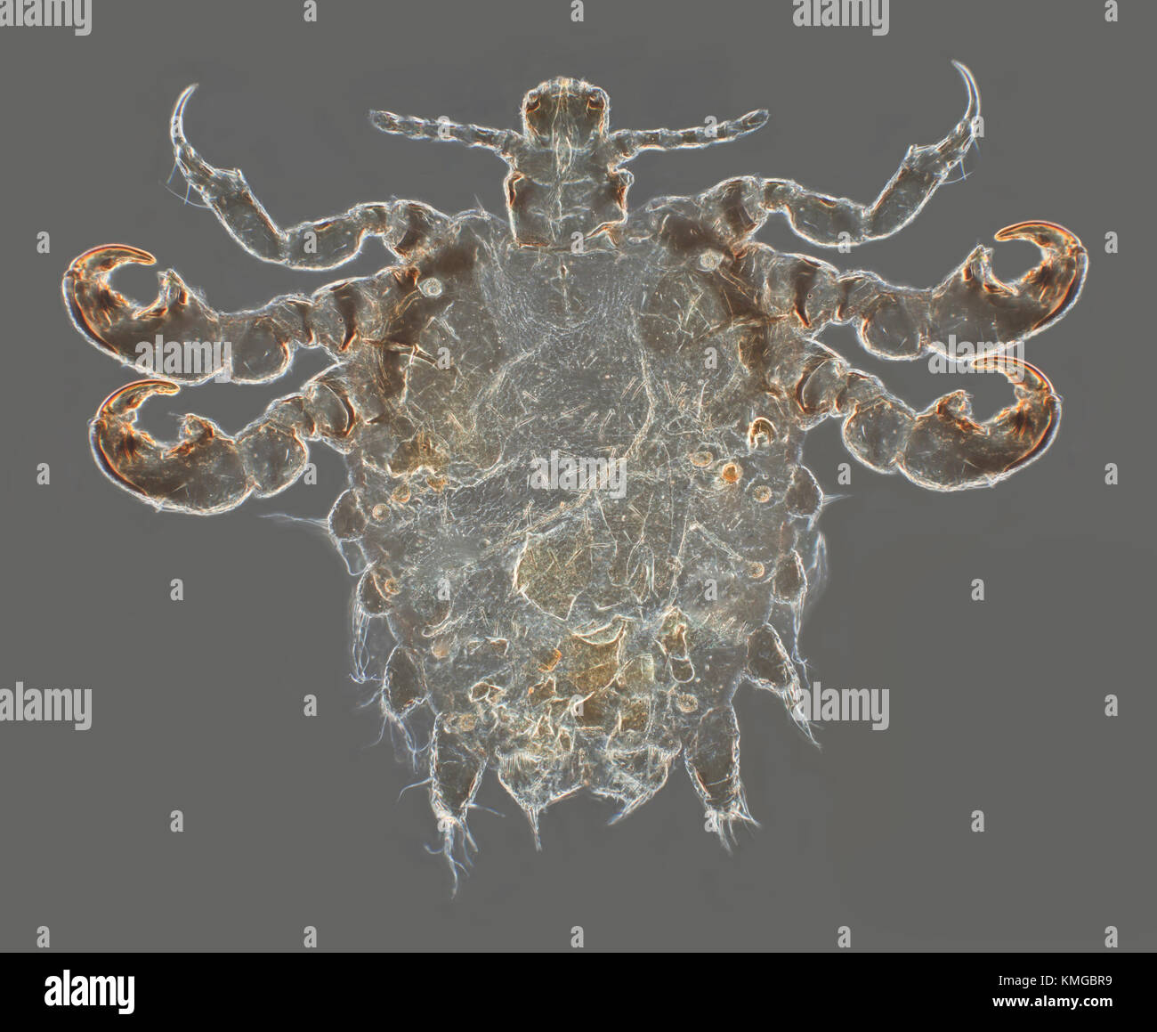 Pediculus pubis di pidocchio di granchio umano immagini e fotografie ...