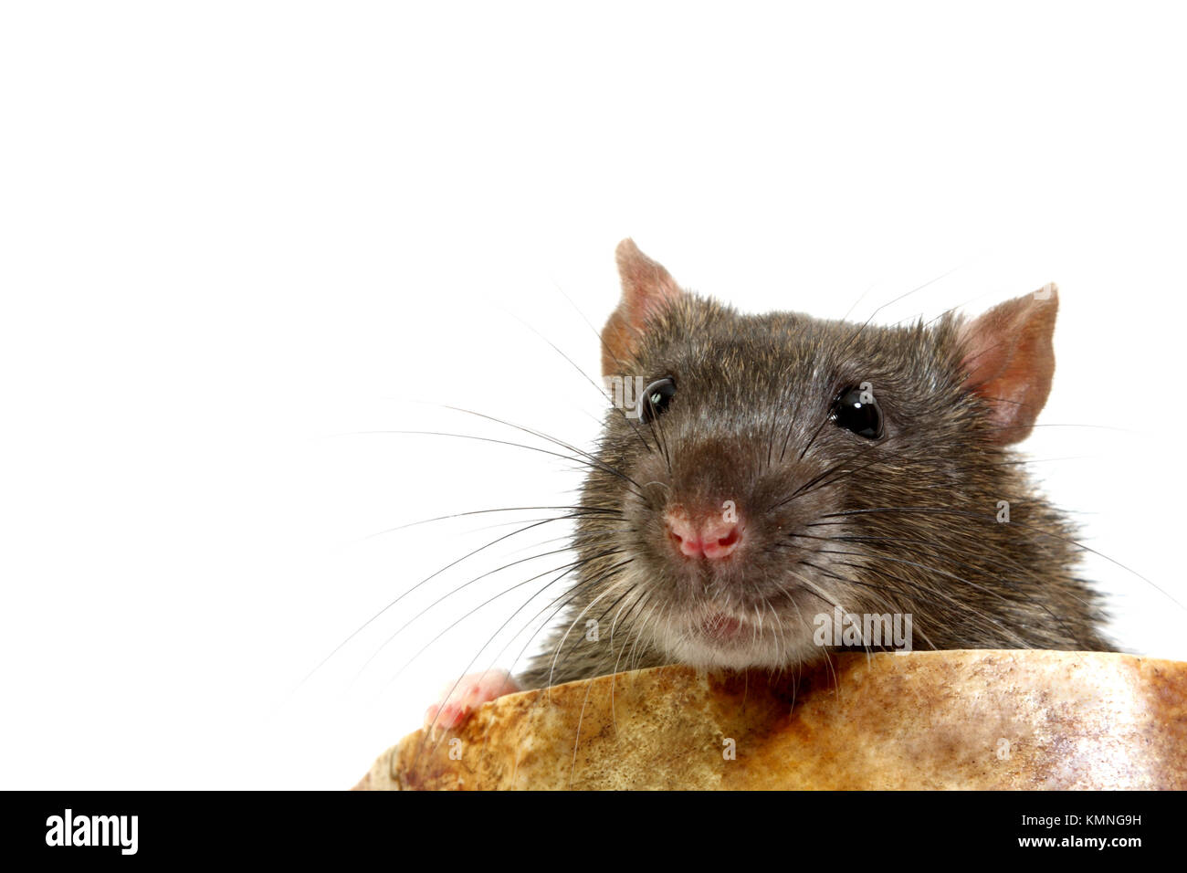 Ratto nel cranio immagini e fotografie stock ad alta risoluzione - Alamy
