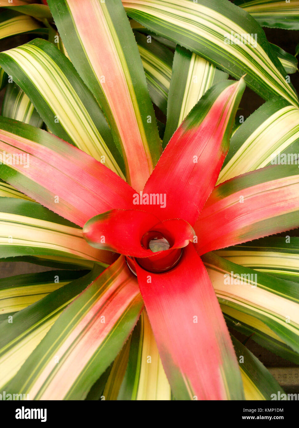 Neoregelia neoregelia sp immagini e fotografie stock ad alta ...