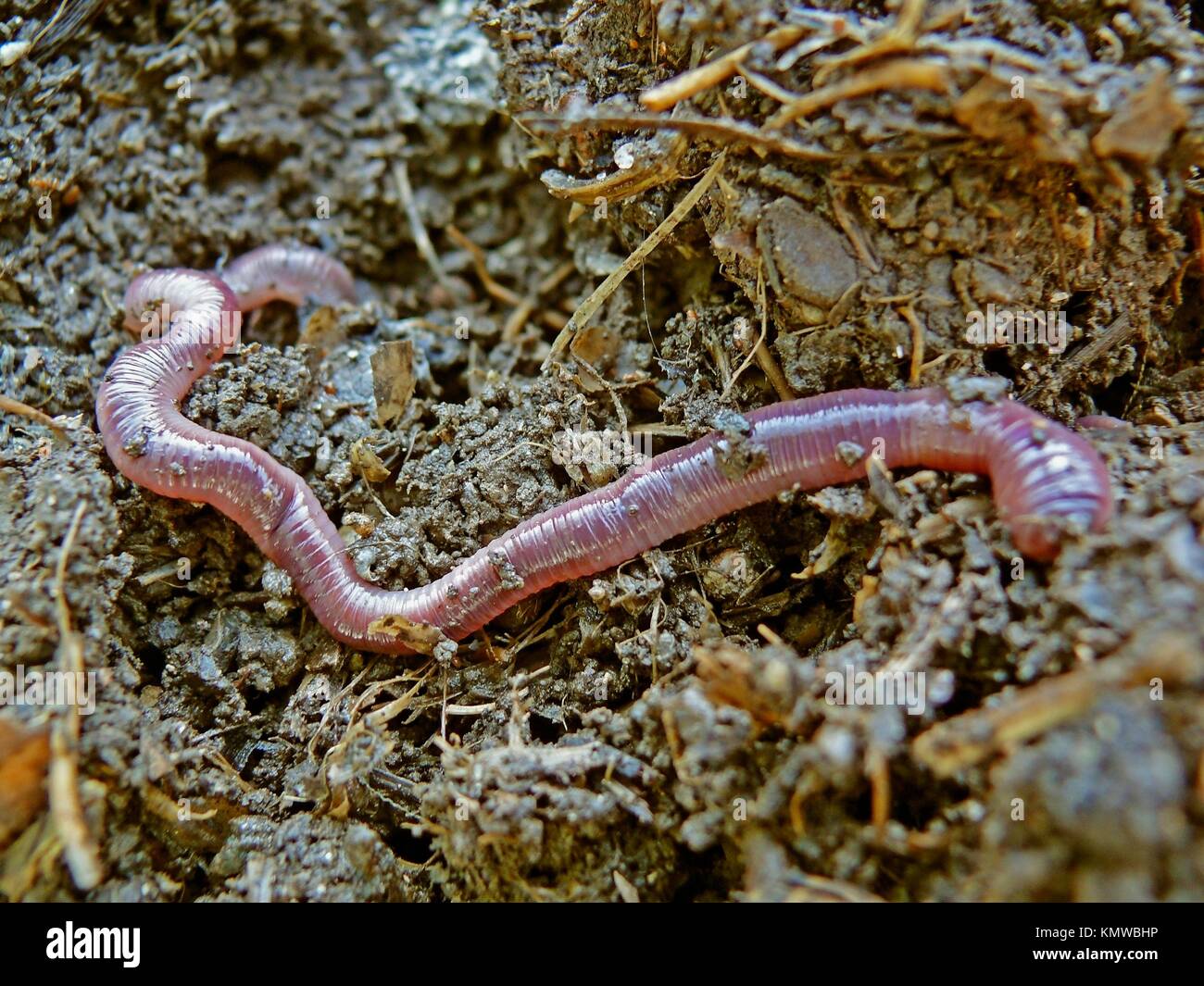 Lombrichi nel terreno immagini e fotografie stock ad alta risoluzione ...
