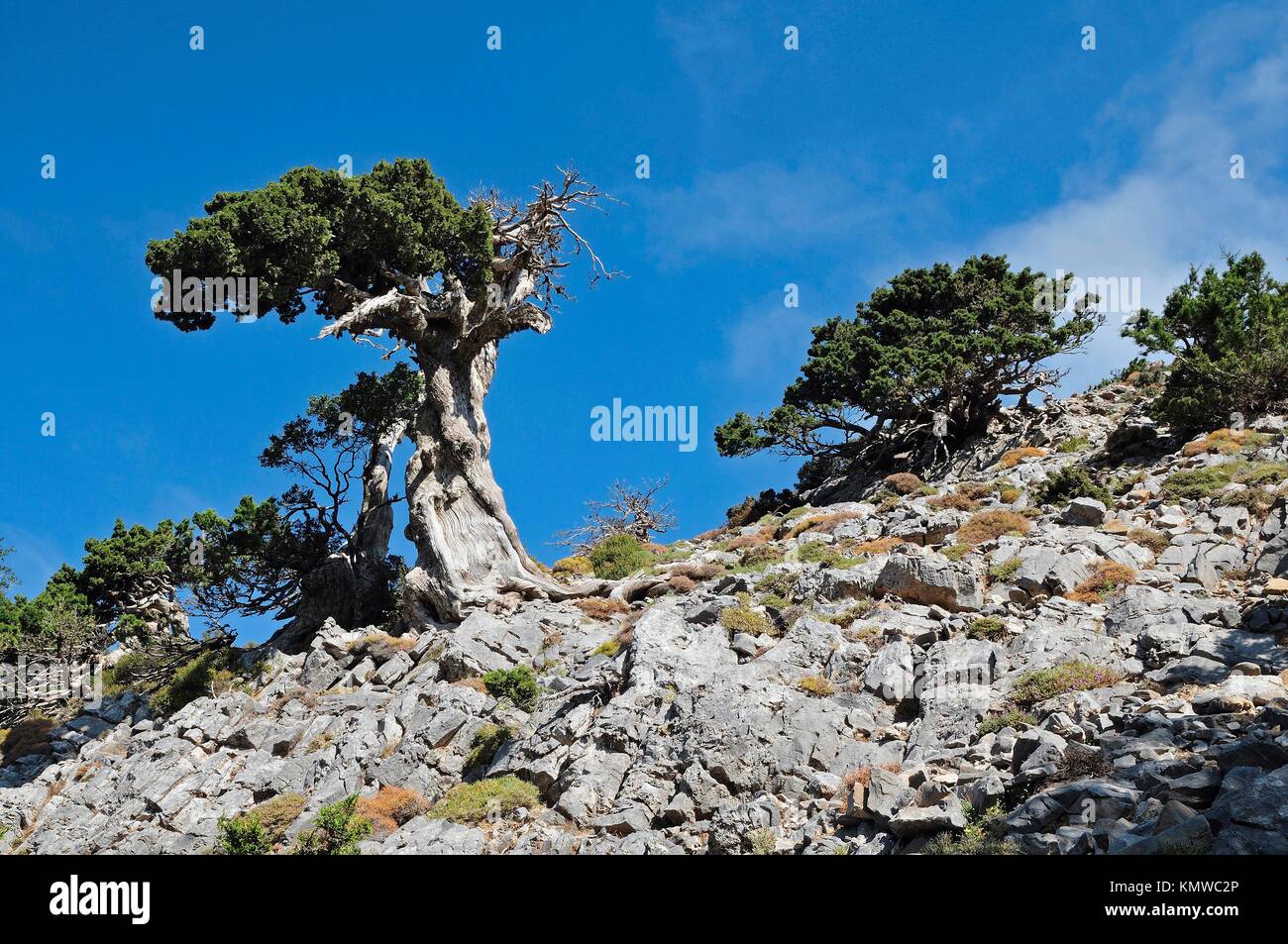 Italian cypress cupressus sempervirens immagini e fotografie stock ad ...