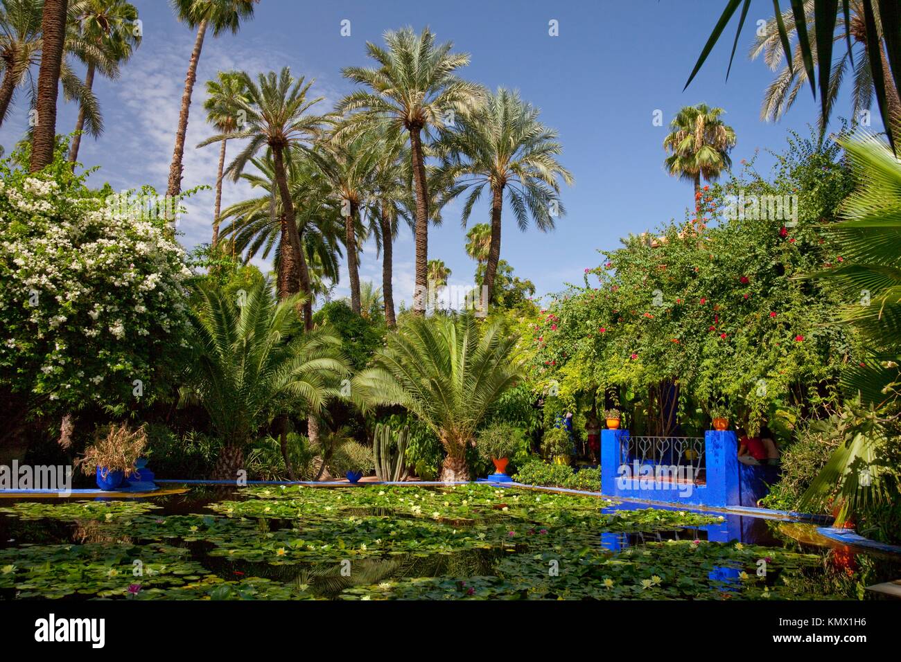 Stagno delle ninfee dei giardini majorelle immagini e fotografie stock ...