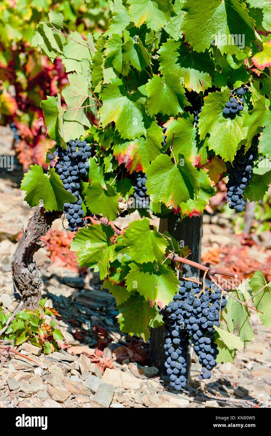 Raccolta uva valle del douro immagini e fotografie stock ad alta ...