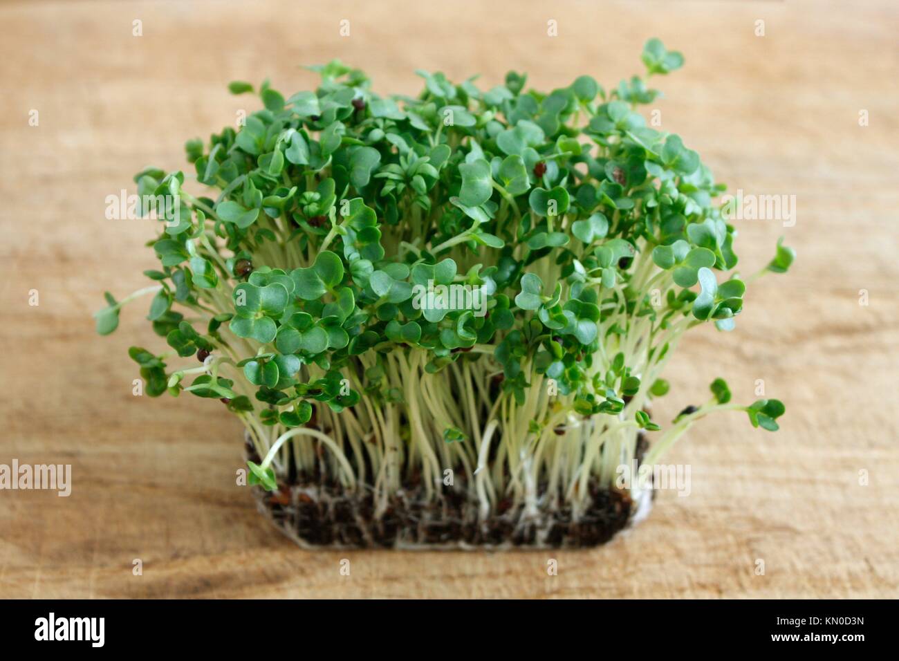 Pianta di crescione immagini e fotografie stock ad alta risoluzione - Alamy