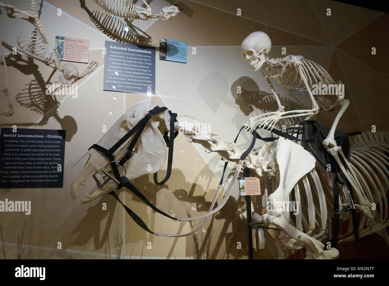 Uno scheletro umano in sella ad un cavallo lo scheletro, in mostra ...
