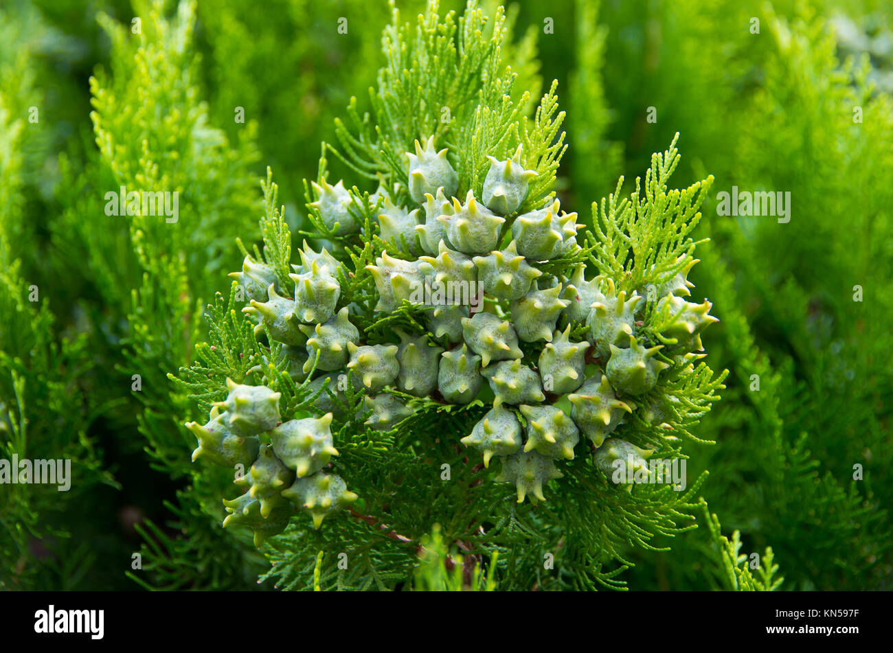 Albero sempreverde immagini e fotografie stock ad alta risoluzione - Alamy