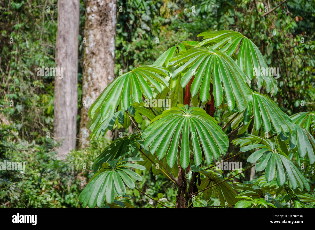 Pianta esotica con lussureggiante fogliame verde crescente nella ...