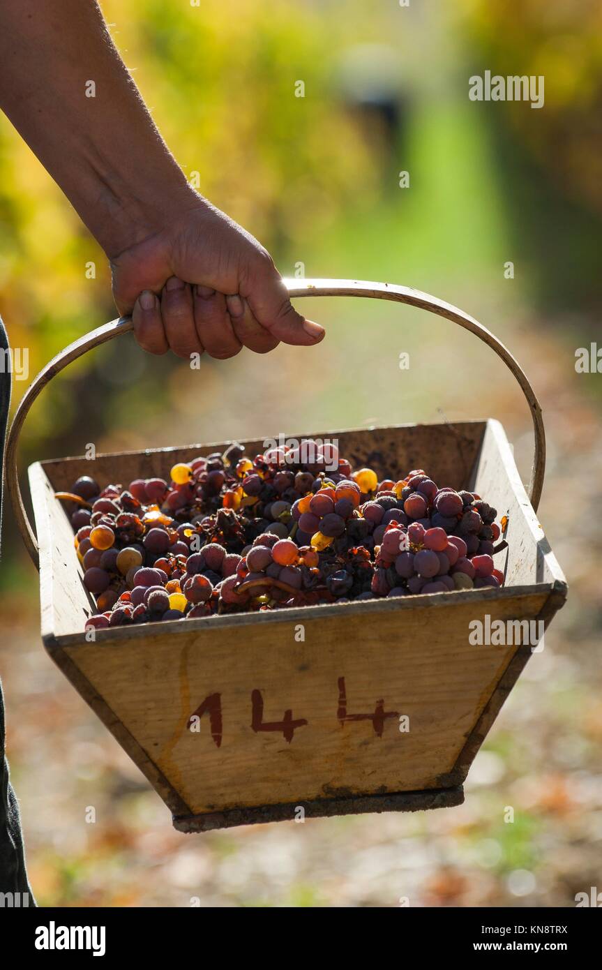 Marciume nobile di uva da vino immagini e fotografie stock ad alta ...