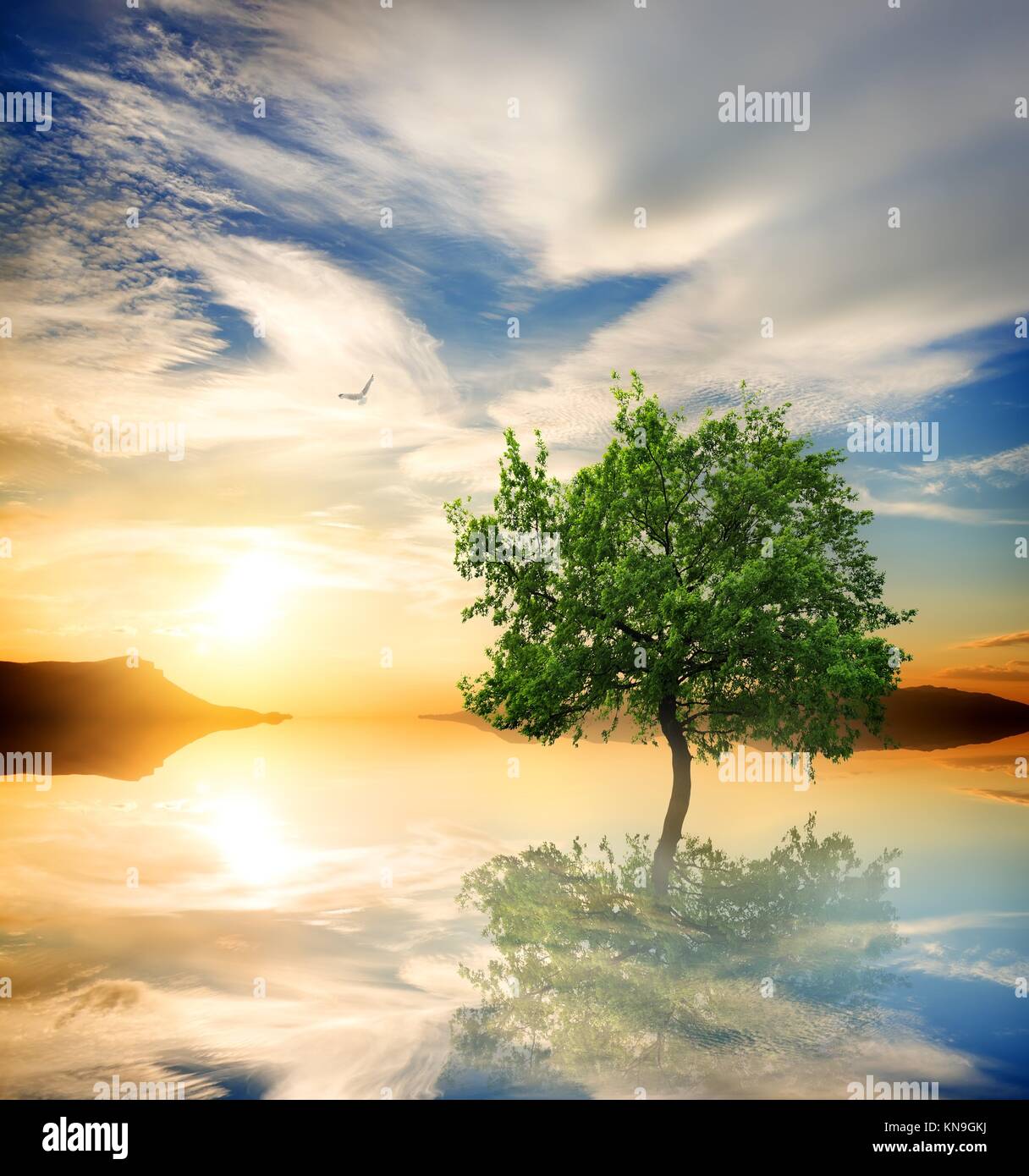 Albero verde immagini e fotografie stock ad alta risoluzione - Alamy