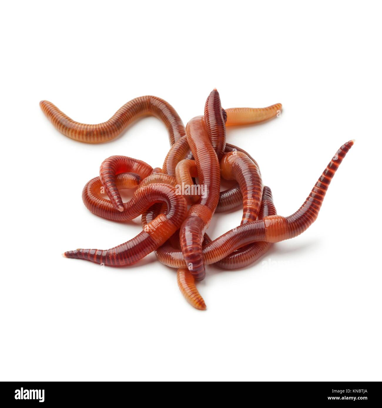 Lombrico segmentato immagini e fotografie stock ad alta risoluzione - Alamy
